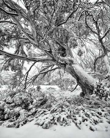 Entanglement :: B&W / Toned Photos « AustralianLight | Australian ...