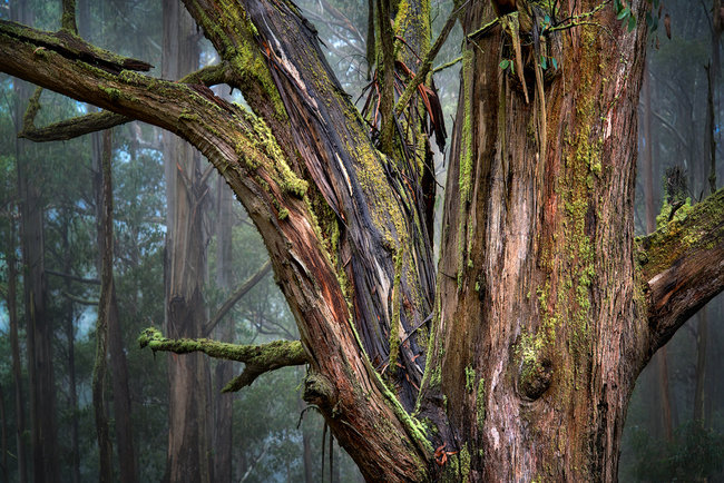 Matlock Tree Detail :: Mountain / Forest Photos « AustralianLight ...